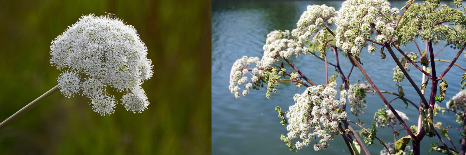 Angelica Root: The Miraculous Herb for Women's Health – Releaf Herbal ...