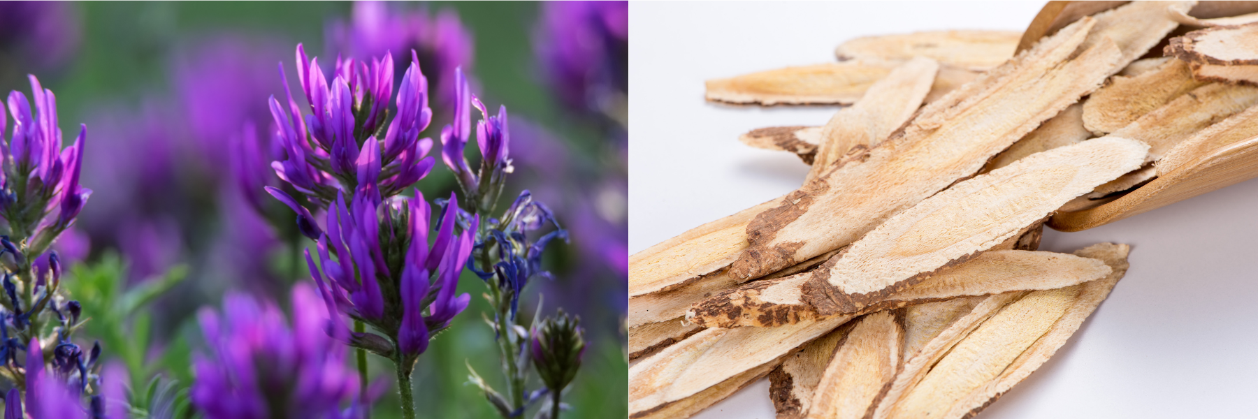 Astragalus Root: The Powerhouse Herb for Immunity – Releaf Herbal Relief