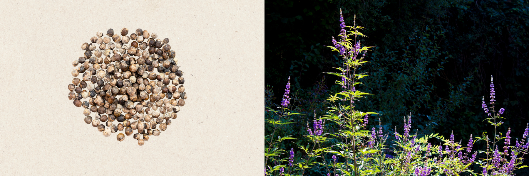 Fructus Viticis (Vitex): The Natural Solution for Hormonal Balance ...