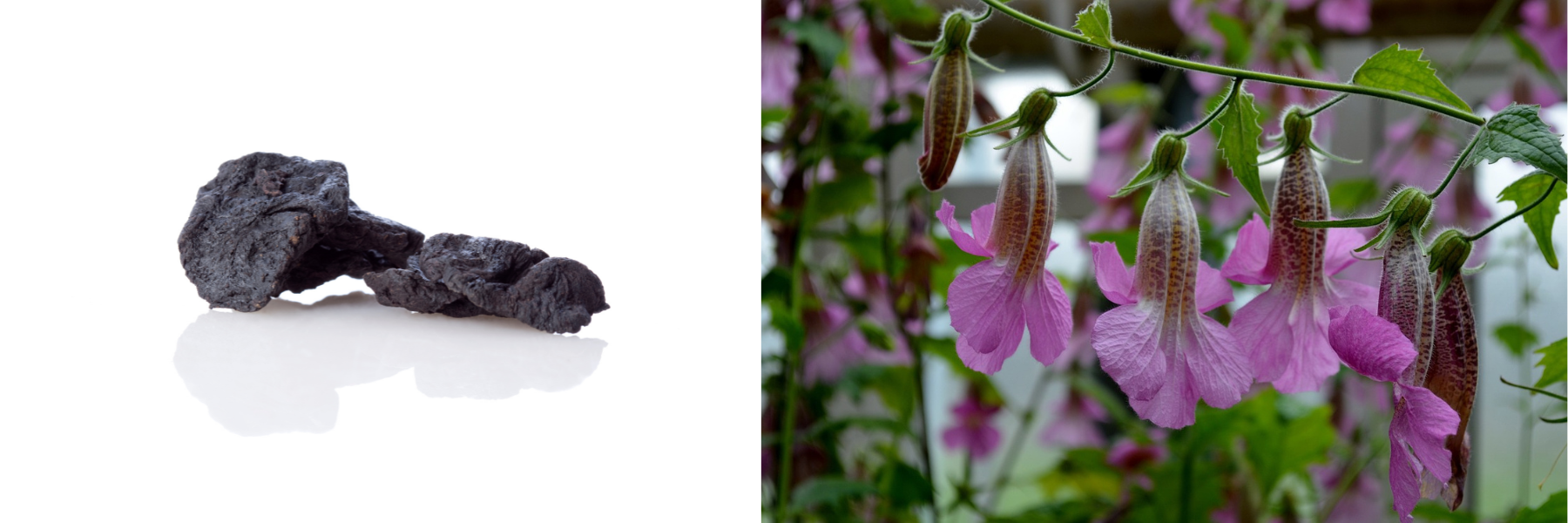 Rehmannia Root: A Traditional Herbal Solution for Modern Challenges ...