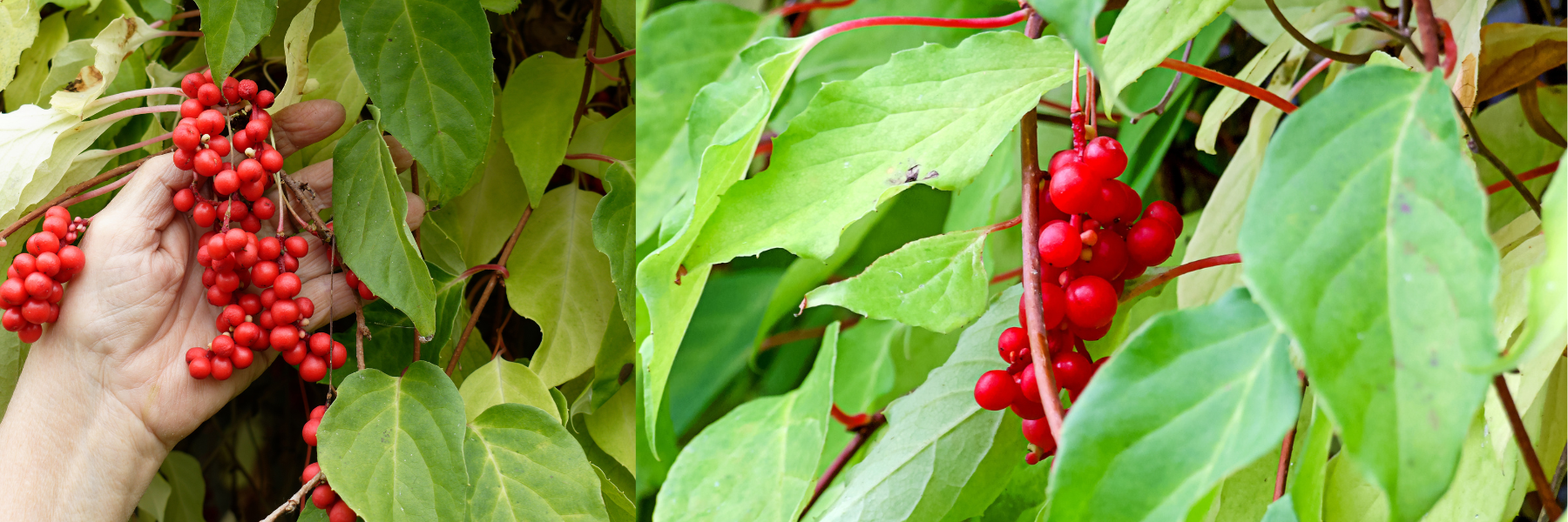 Schizandra Fruit: The Five-Flavor Fruit with Multifaceted Benefits ...